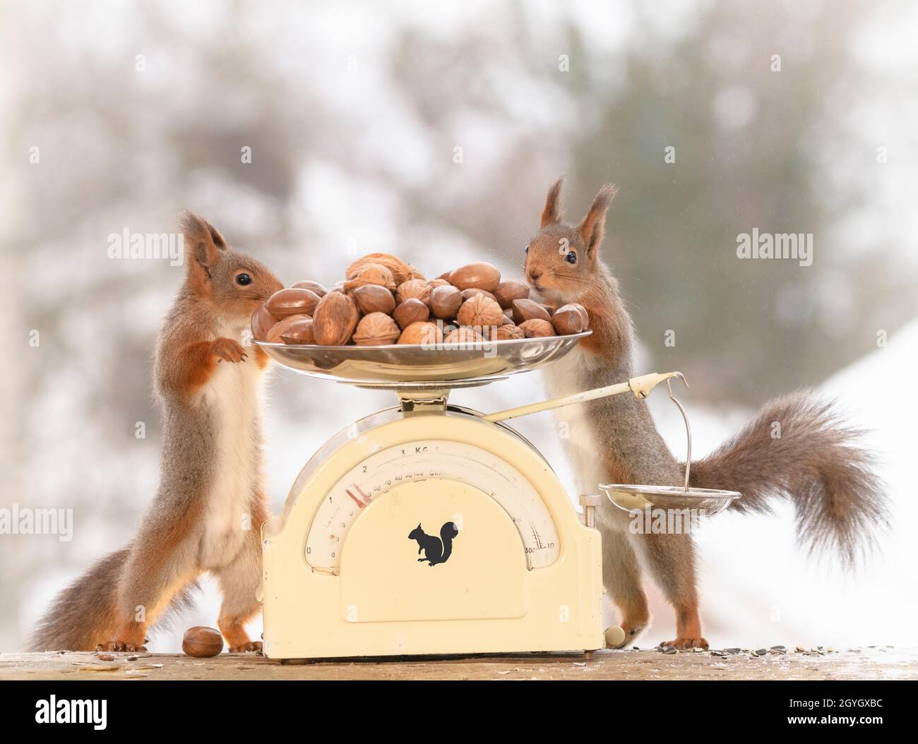 Red squirrel standing with an scale and nuts hi-res stock photography ...