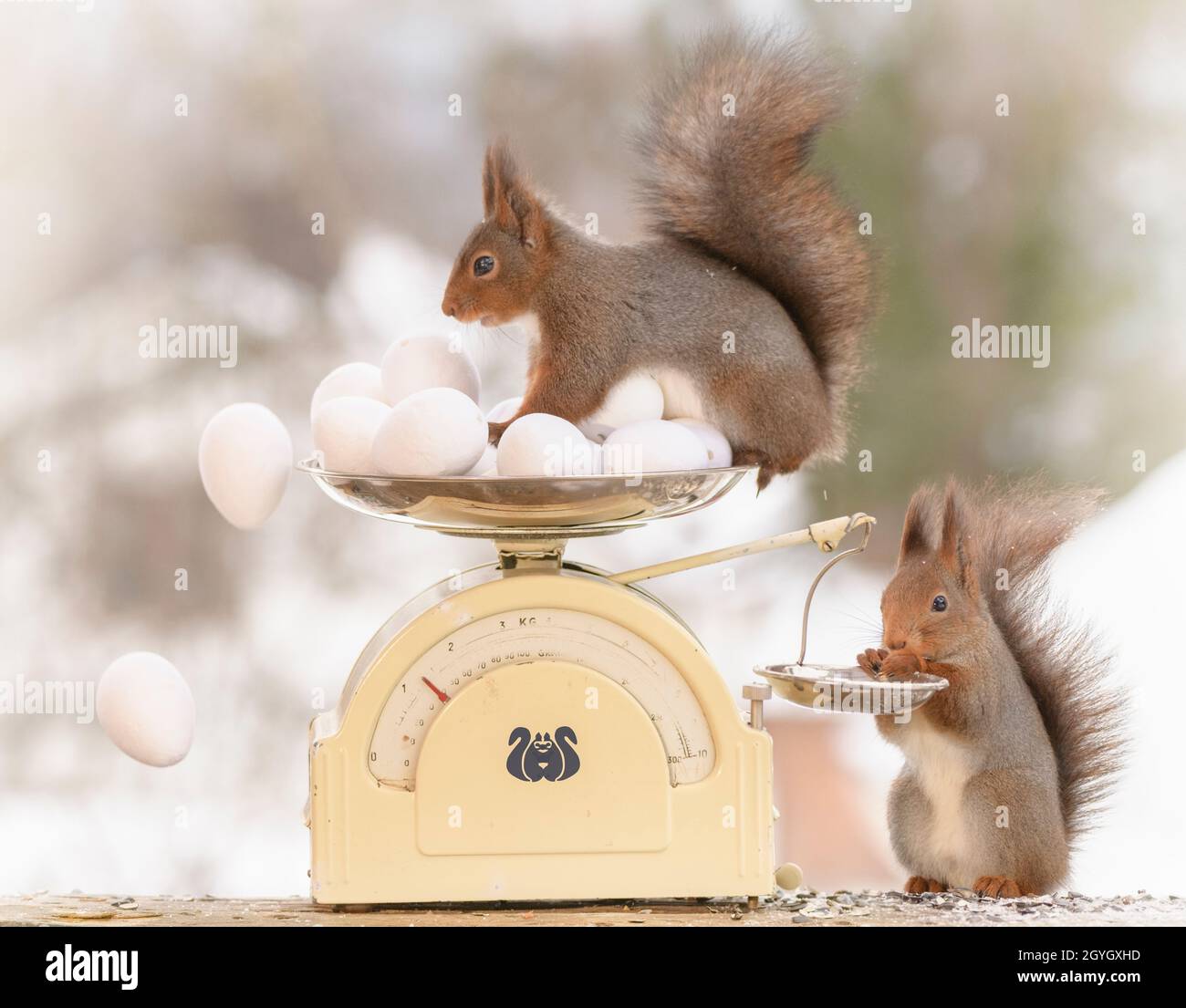 Eggs on a scale hi-res stock photography and images - Alamy