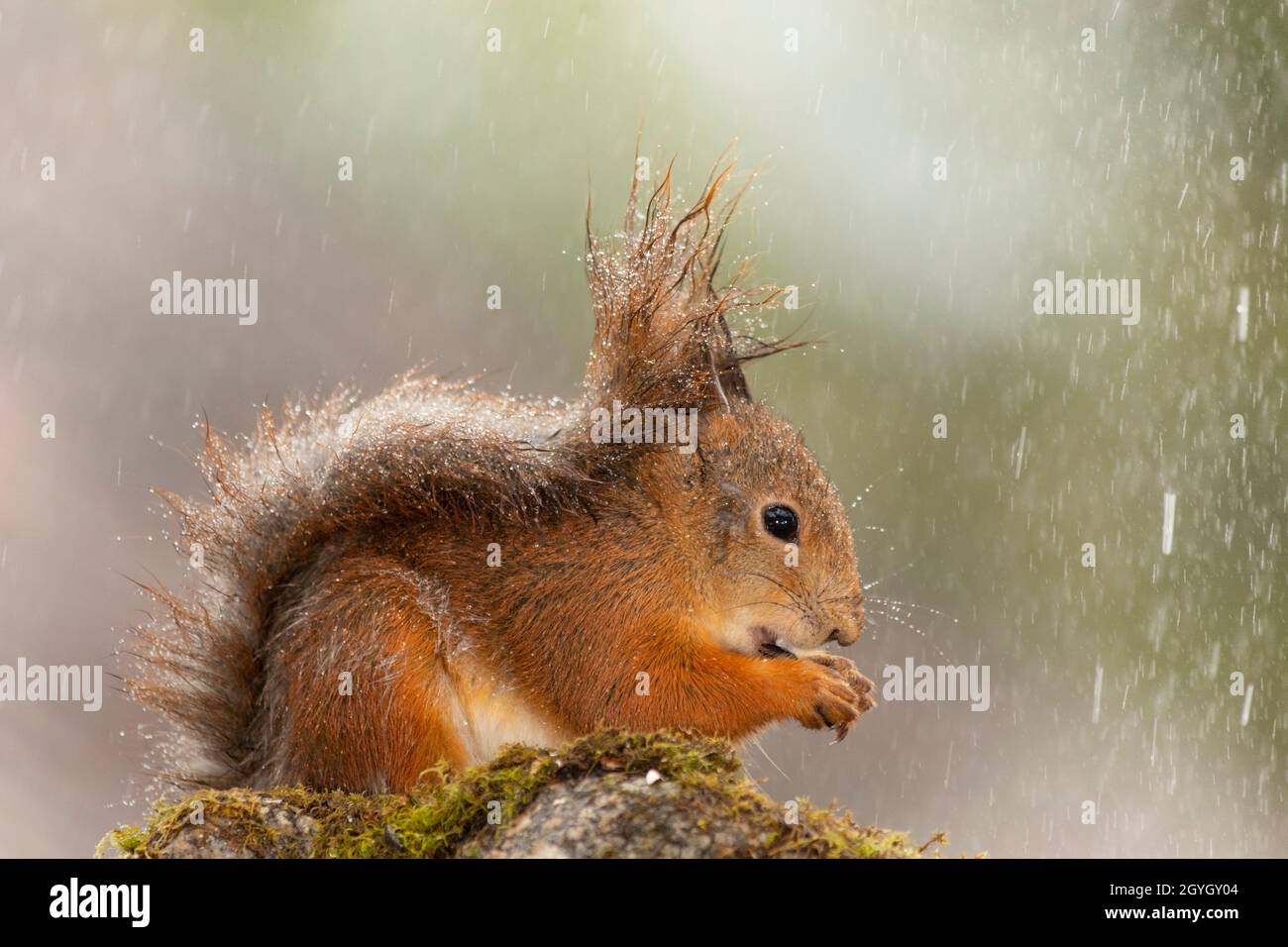 Wet red squirrel is standing in the rain hi-res stock photography and ...