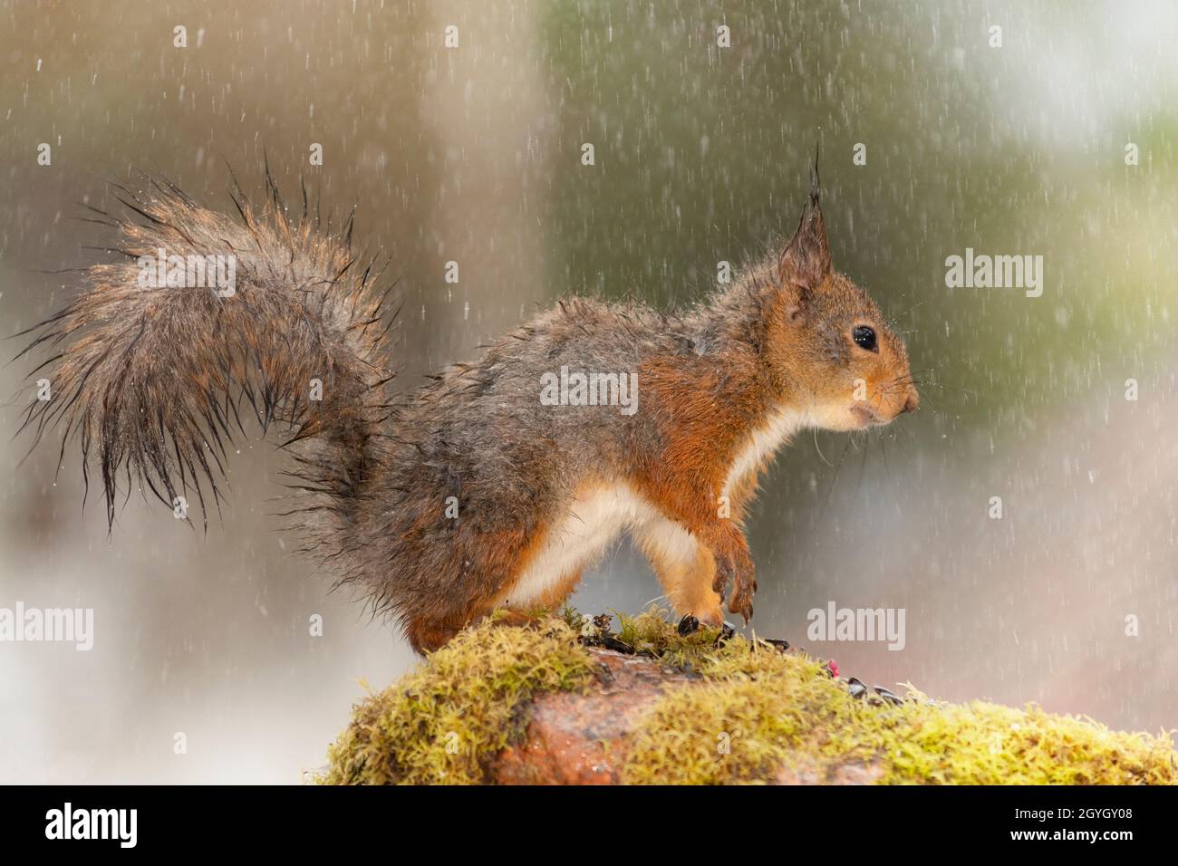 Sciuridae in rain hi-res stock photography and images - Alamy