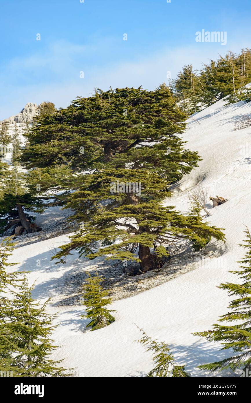 Barouk hi-res stock photography and images - Alamy