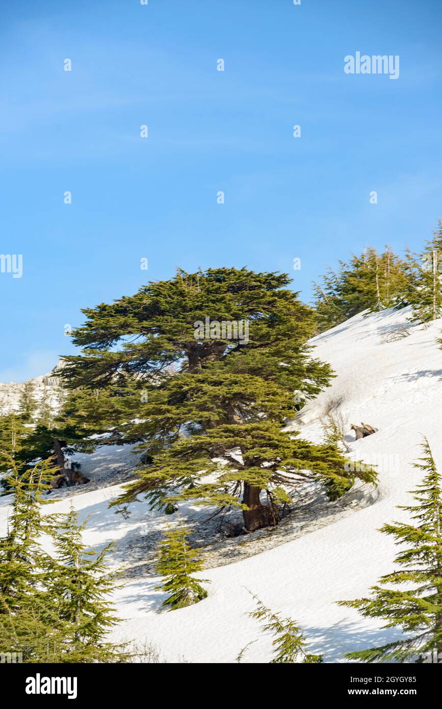 Shouf biosphere reserve hi-res stock photography and images - Alamy