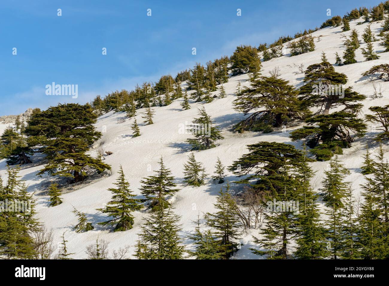 LEBANON, MOUNT LEBANON, BAROUK, CHOUF NATURE RESERVE (SHOUF BIOSPHERE ...