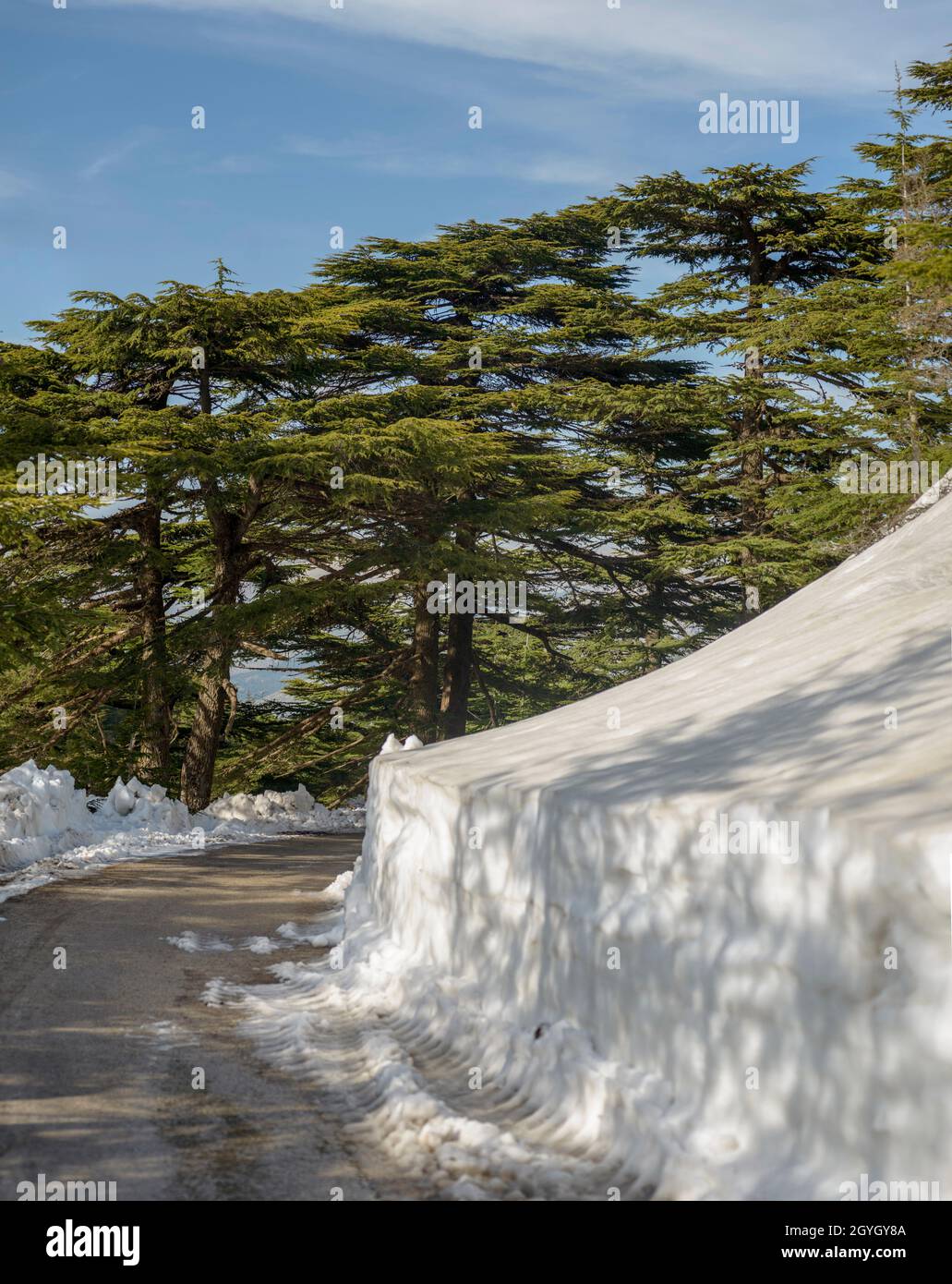 LEBANON, MOUNT LEBANON, BAROUK, CHOUF NATURE RESERVE (SHOUF BIOSPHERE ...