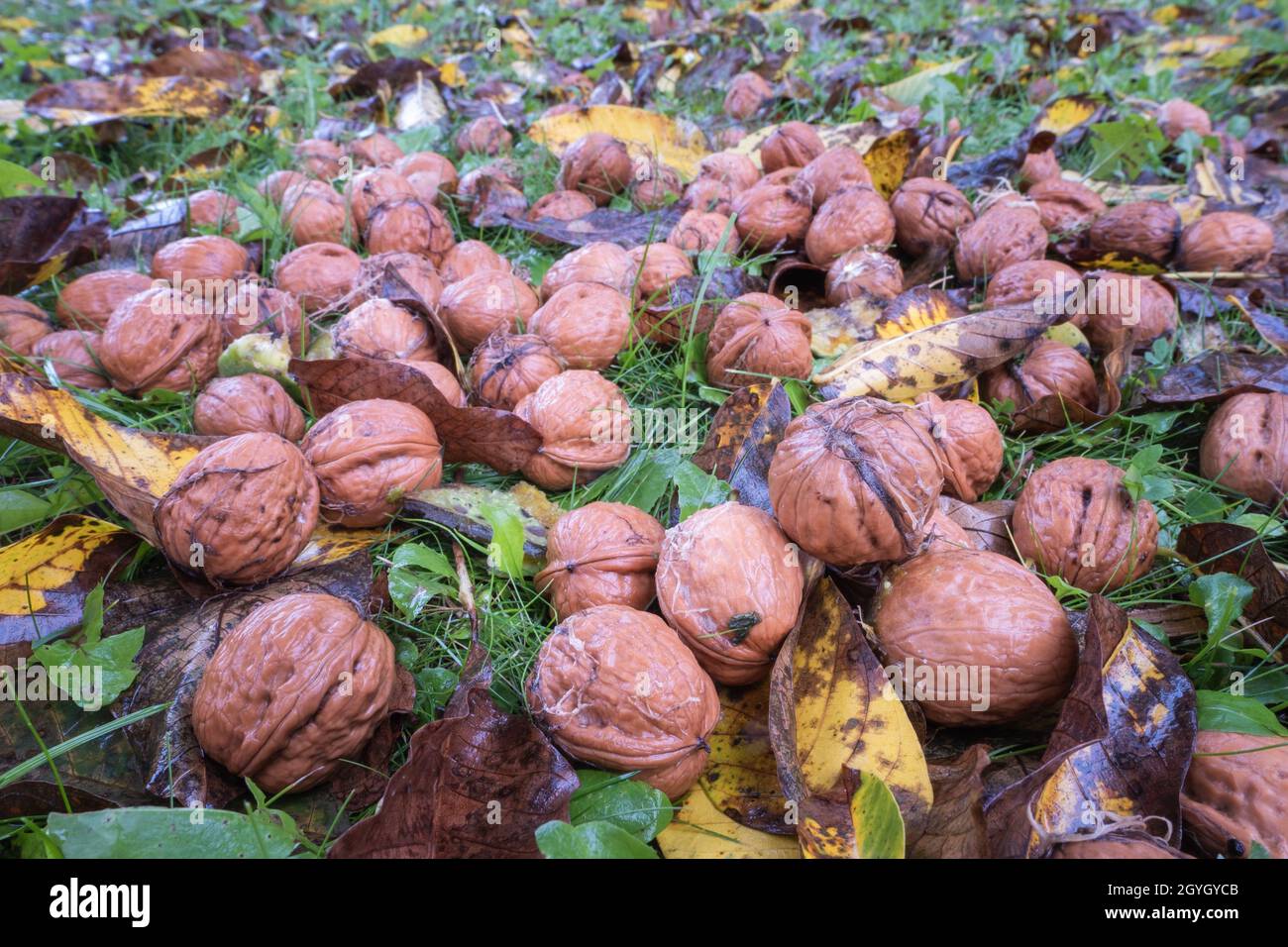 Walnut garden hi-res stock photography and images - Alamy