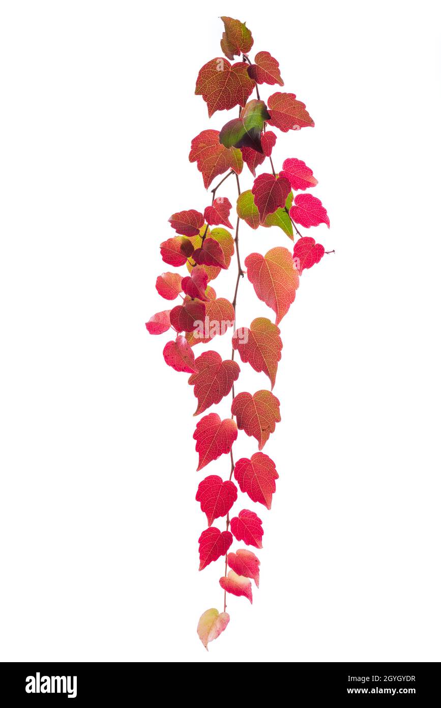 Colorful autumn ivy branch isolated on white background Stock Photo - Alamy