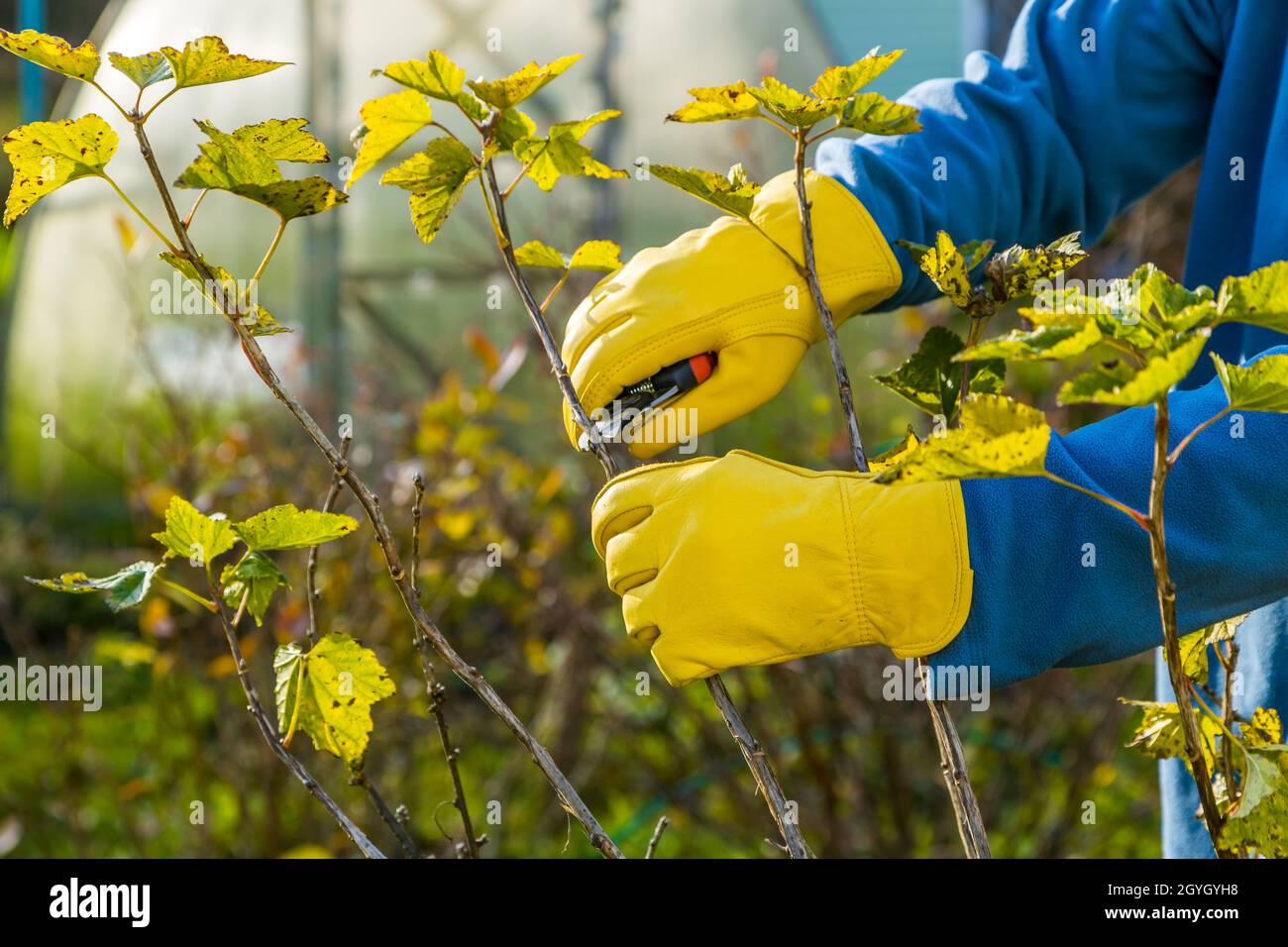 Pruning currant bushes in autumn. The pruner in the hands of the ...
