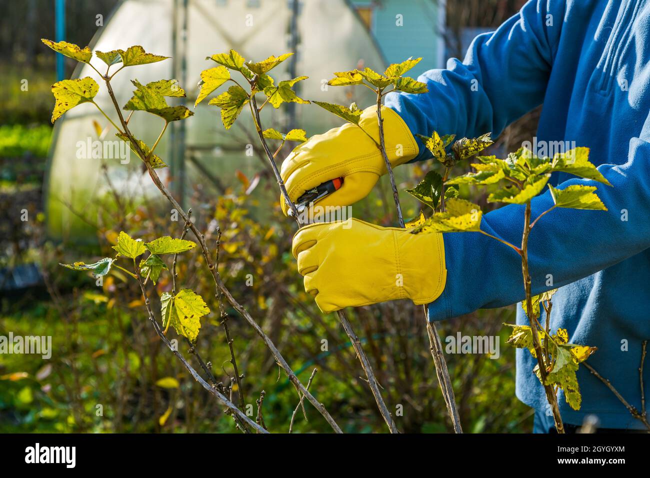 Pruning currant bushes in autumn. The pruner in the hands of the ...