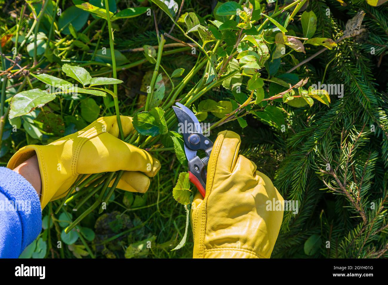 Pruning rose bushes in the fall. Garden work. The pruner in the hands ...