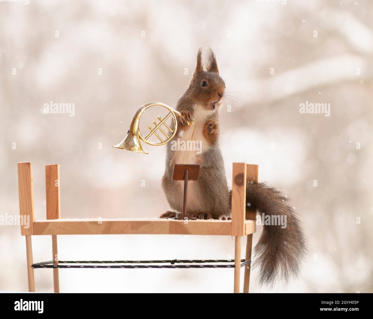 Red squirrel is holding a french horn hi-res stock photography and ...