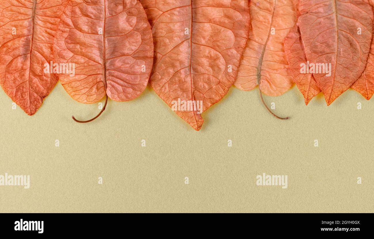 Horizontal shot of evenly spaced leaves on a flesh-colored background ...