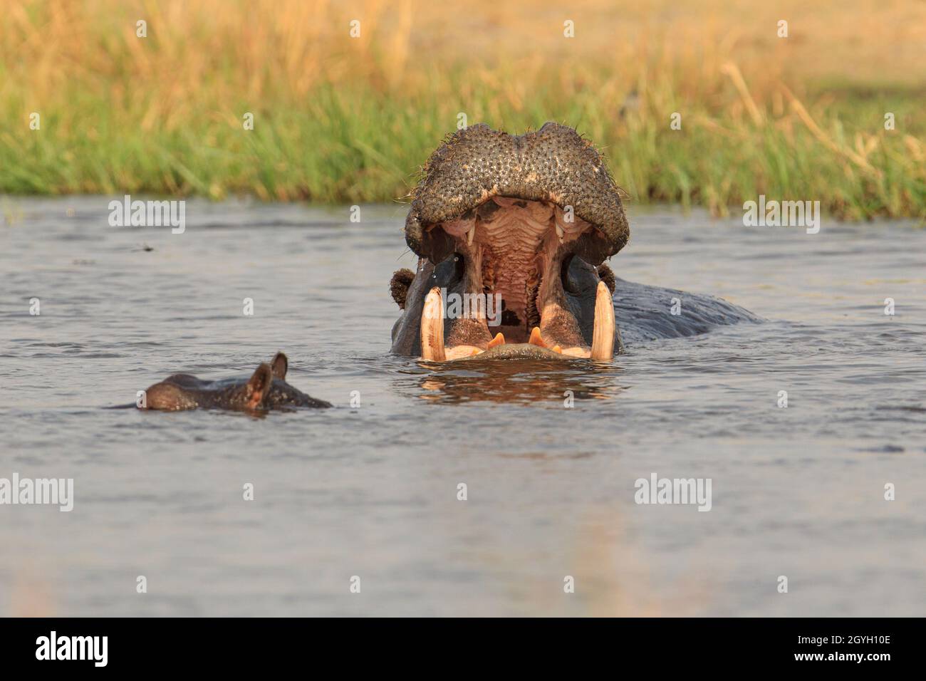 Hippo natural habitat hi-res stock photography and images - Alamy