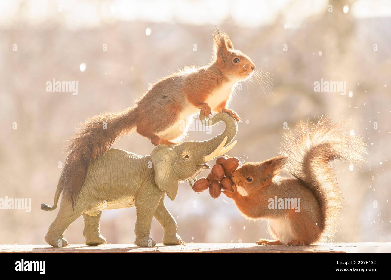 Two squirrel nuts hi-res stock photography and images - Alamy
