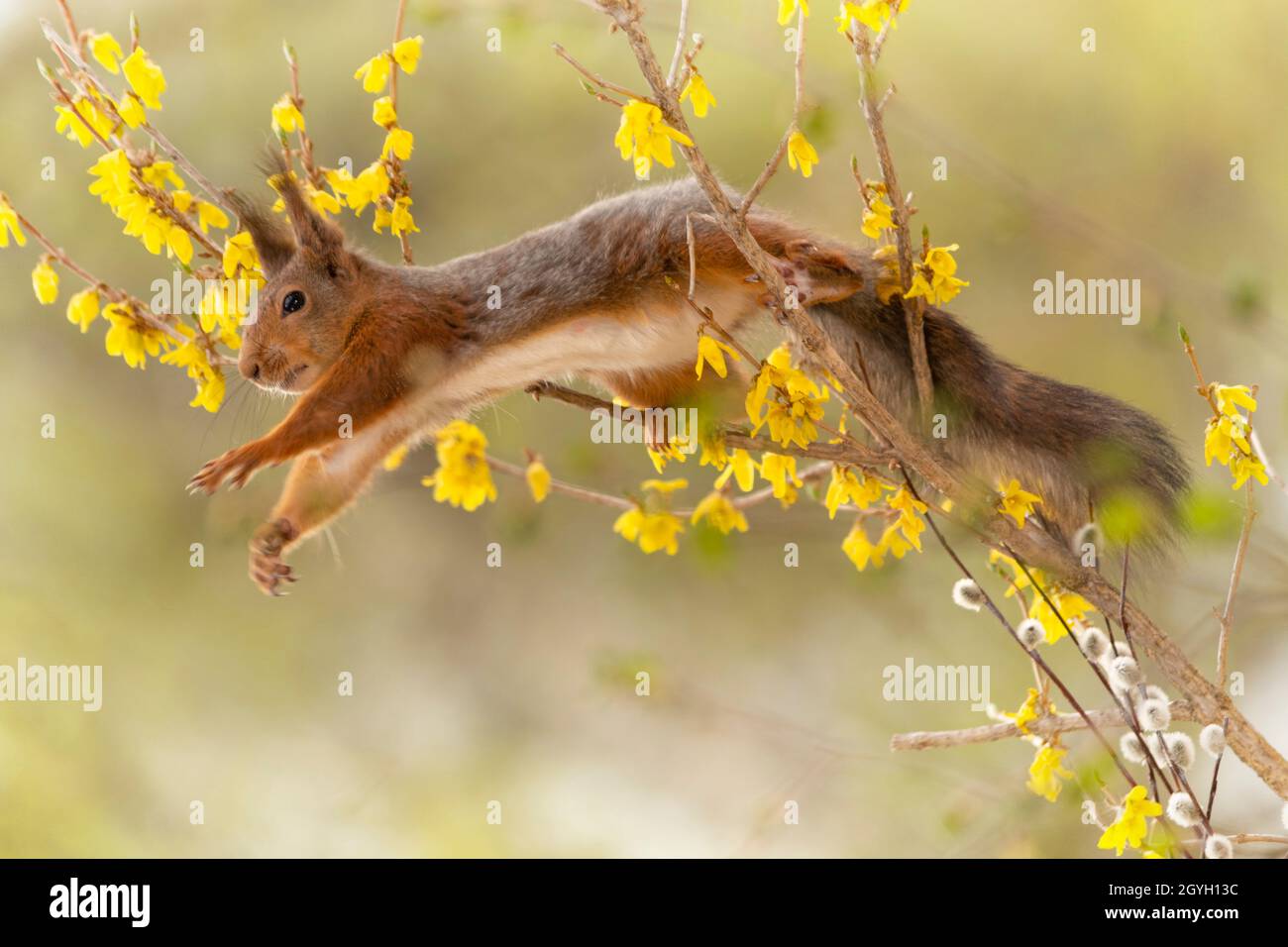 Red squirrel reaching from a tree hi-res stock photography and images ...