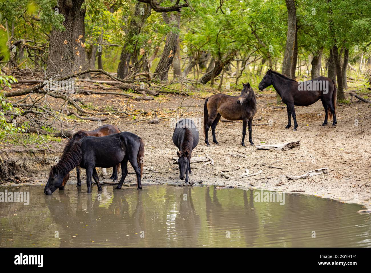 Wild horses drinking in Letea forest from Danube Delta in Romania Stock ...