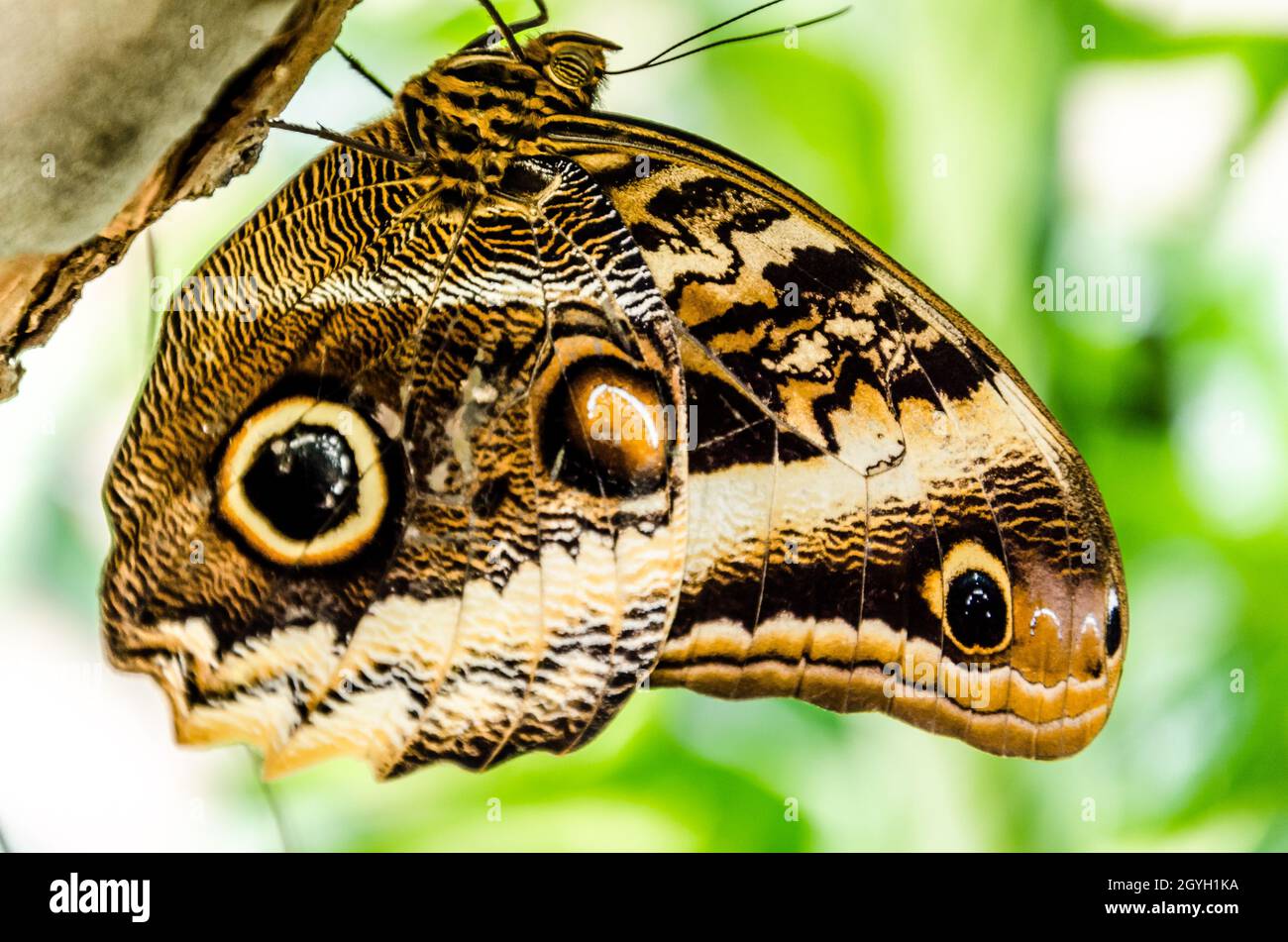 Owl butterfly (Caligo Memnon), lepidopteron Stock Photo - Alamy