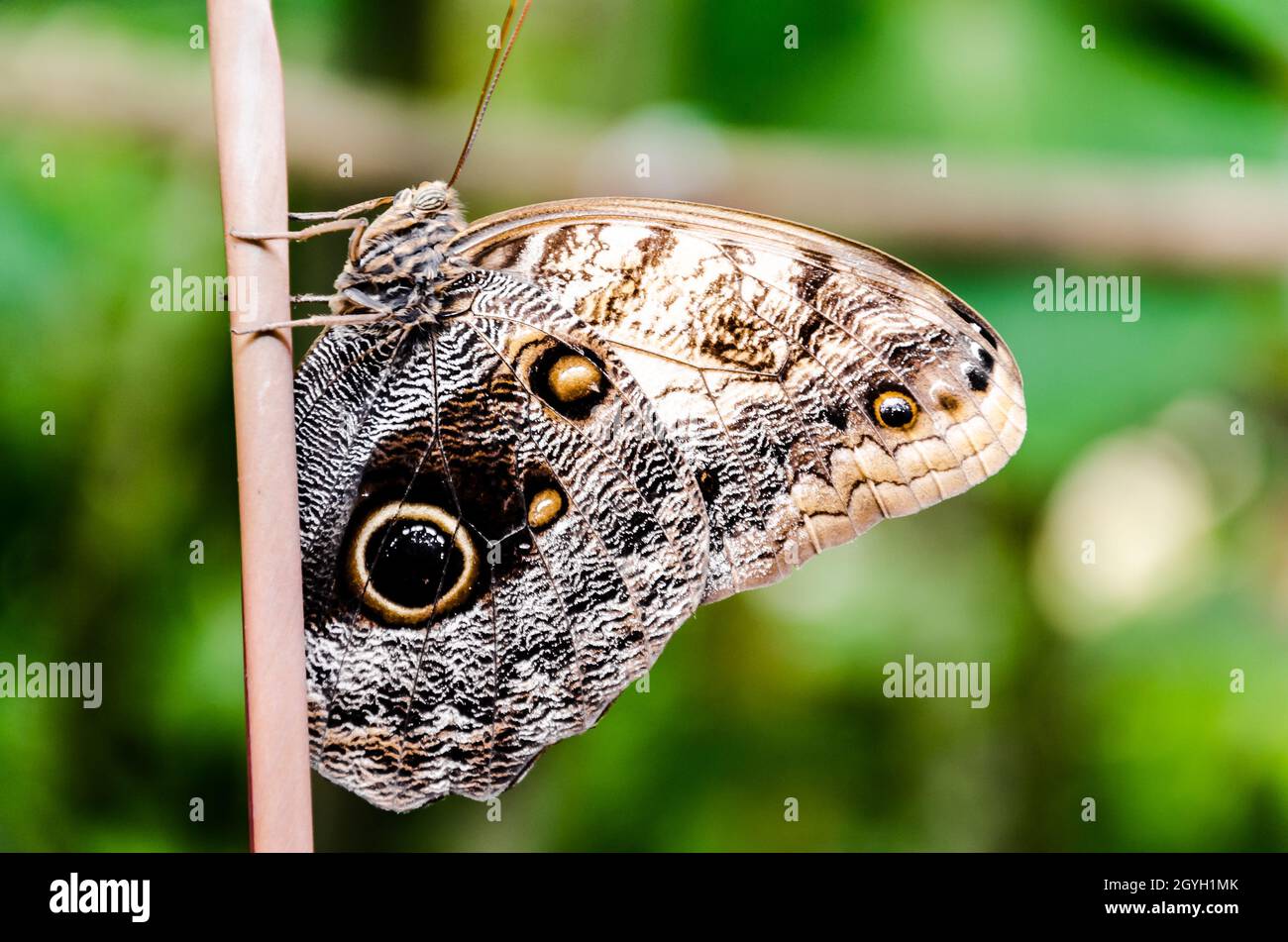 Owl butterfly (Caligo Memnon), lepidopteron Stock Photo - Alamy