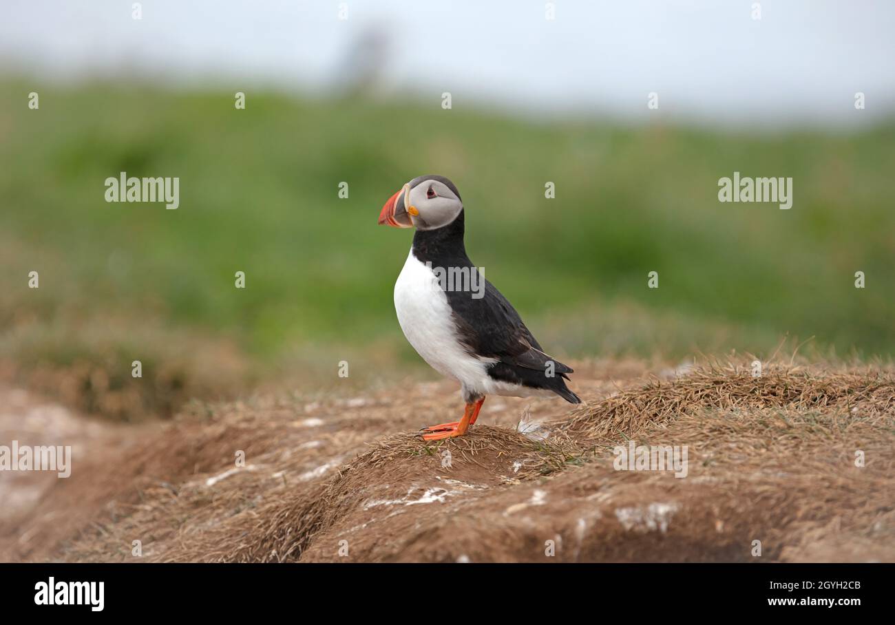 The atlantic puffin lives on the ocean and comes for nesting and ...