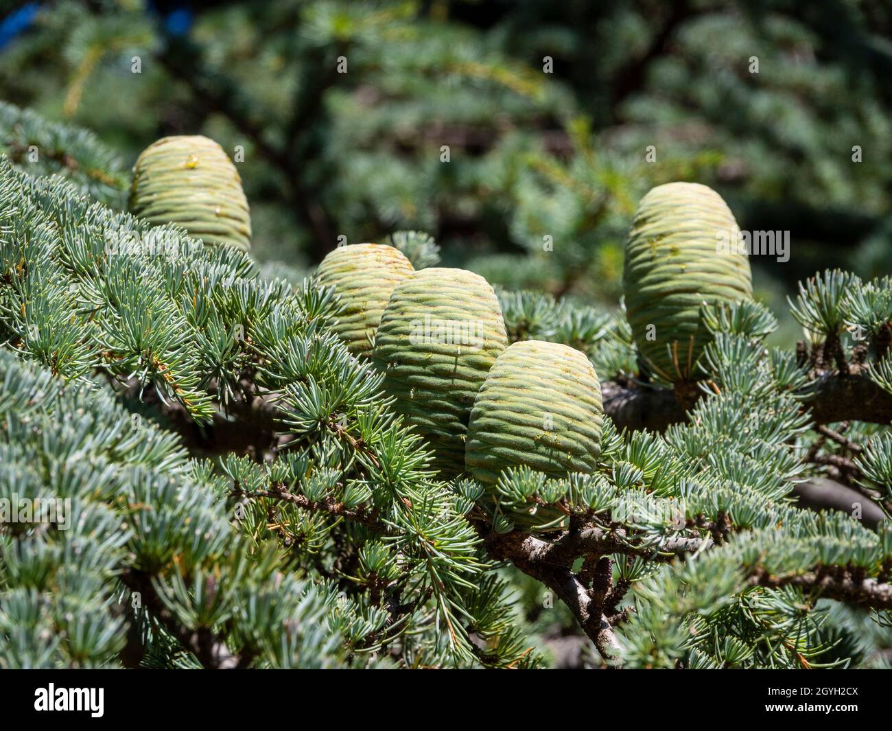 Cedar cones hi-res stock photography and images - Alamy
