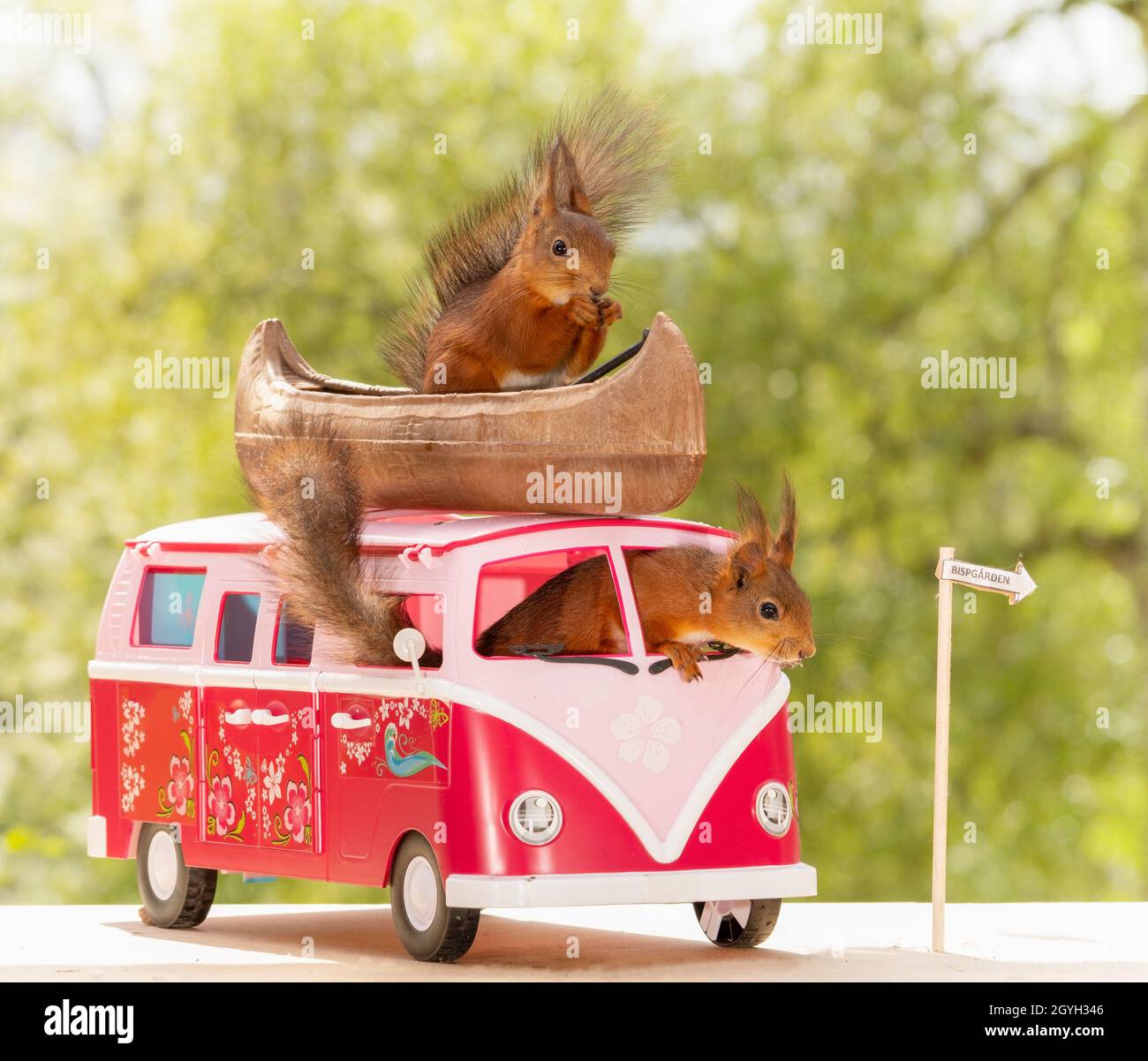red squirrel are sitting in an camping bus Stock Photo - Alamy