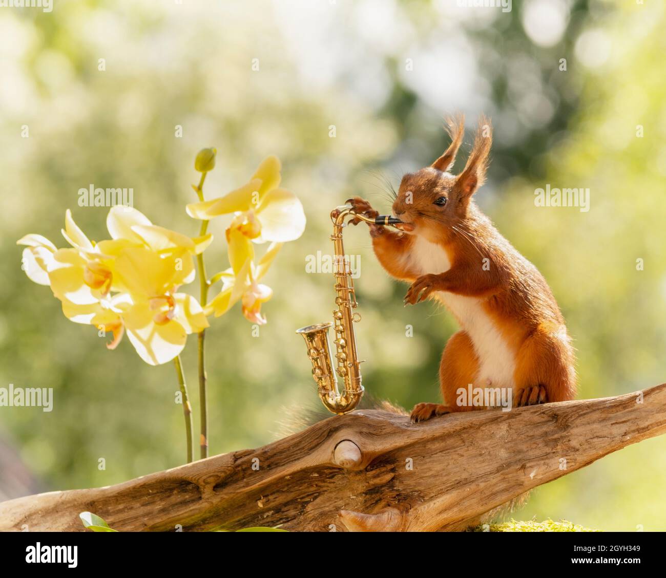 red squirrel is holding on to a saxophone Stock Photo - Alamy