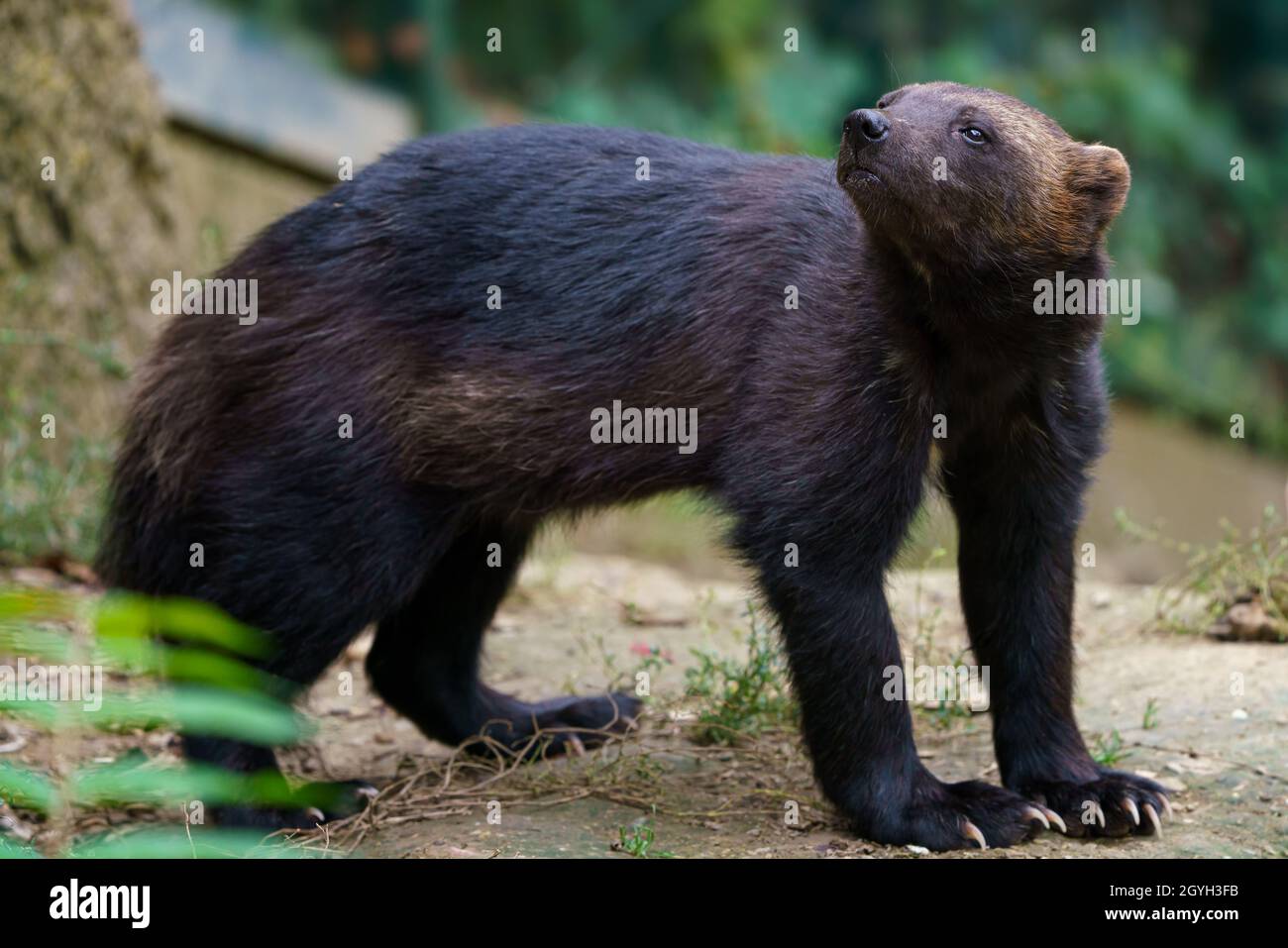 Siberian wolverine hi-res stock photography and images - Alamy