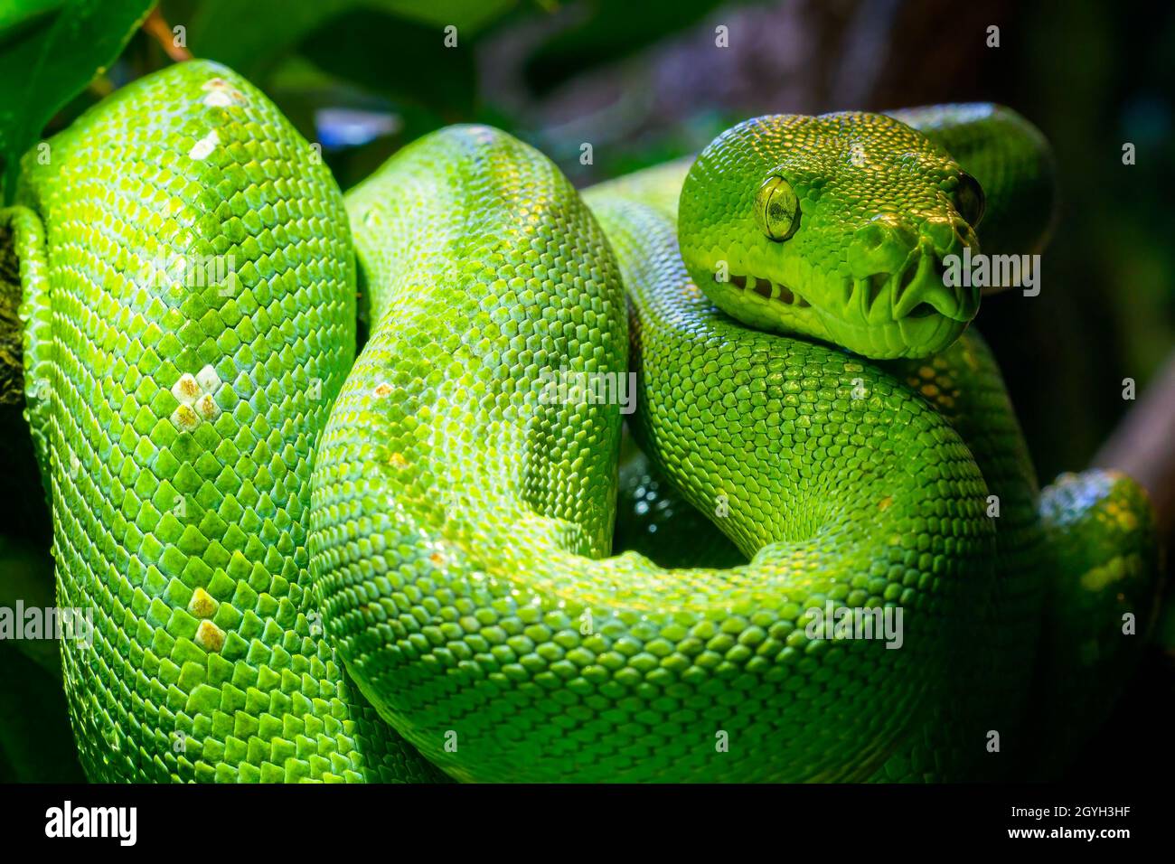 Green tree python (Morelia viridis) close-up. Portrait art Stock Photo ...