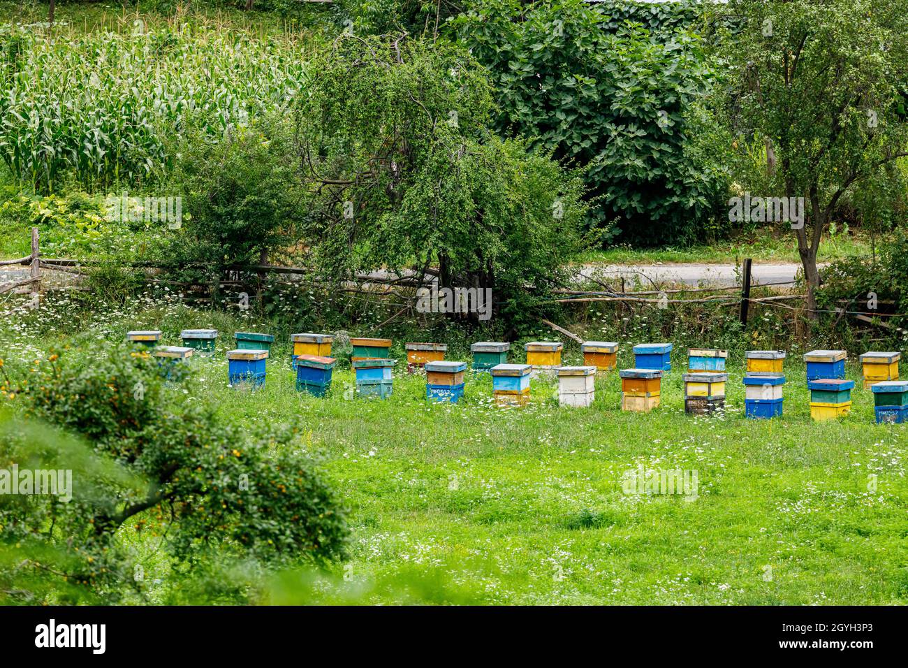 Beekeeping for honey in Romania Stock Photo - Alamy