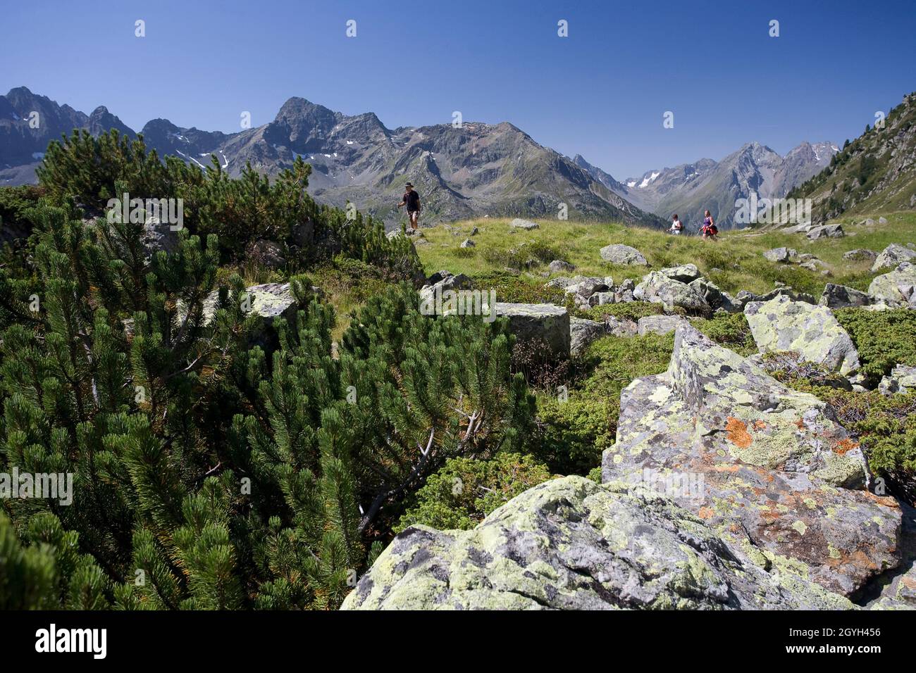 Pine forest and peaks in Stubai Alps, Austria Stock Photo - Alamy