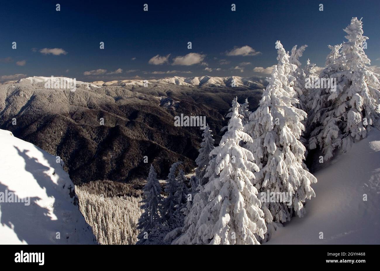 Carpathian forest romania hi-res stock photography and images - Alamy