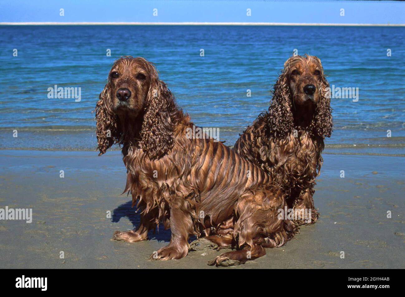 Pair of wet English Cocker Spaniel dogs on beach with Persian Gulf in ...