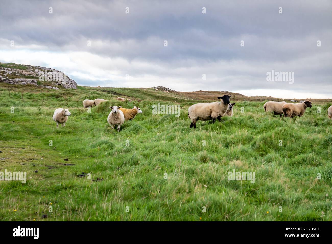 The ruins of Lenan Head fort at the north coast of County Donegal ...