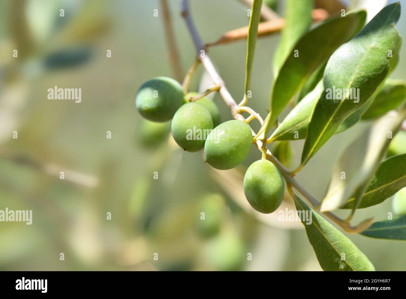 closeup on fresh olive growing in a branch of the tree Stock Photo - Alamy