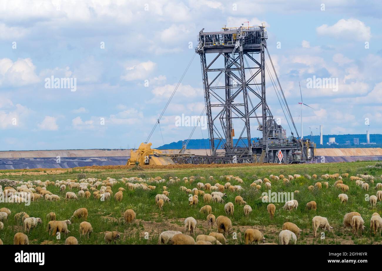 Peacefully grazing sheep while the huge bucket wheel excavator is ...