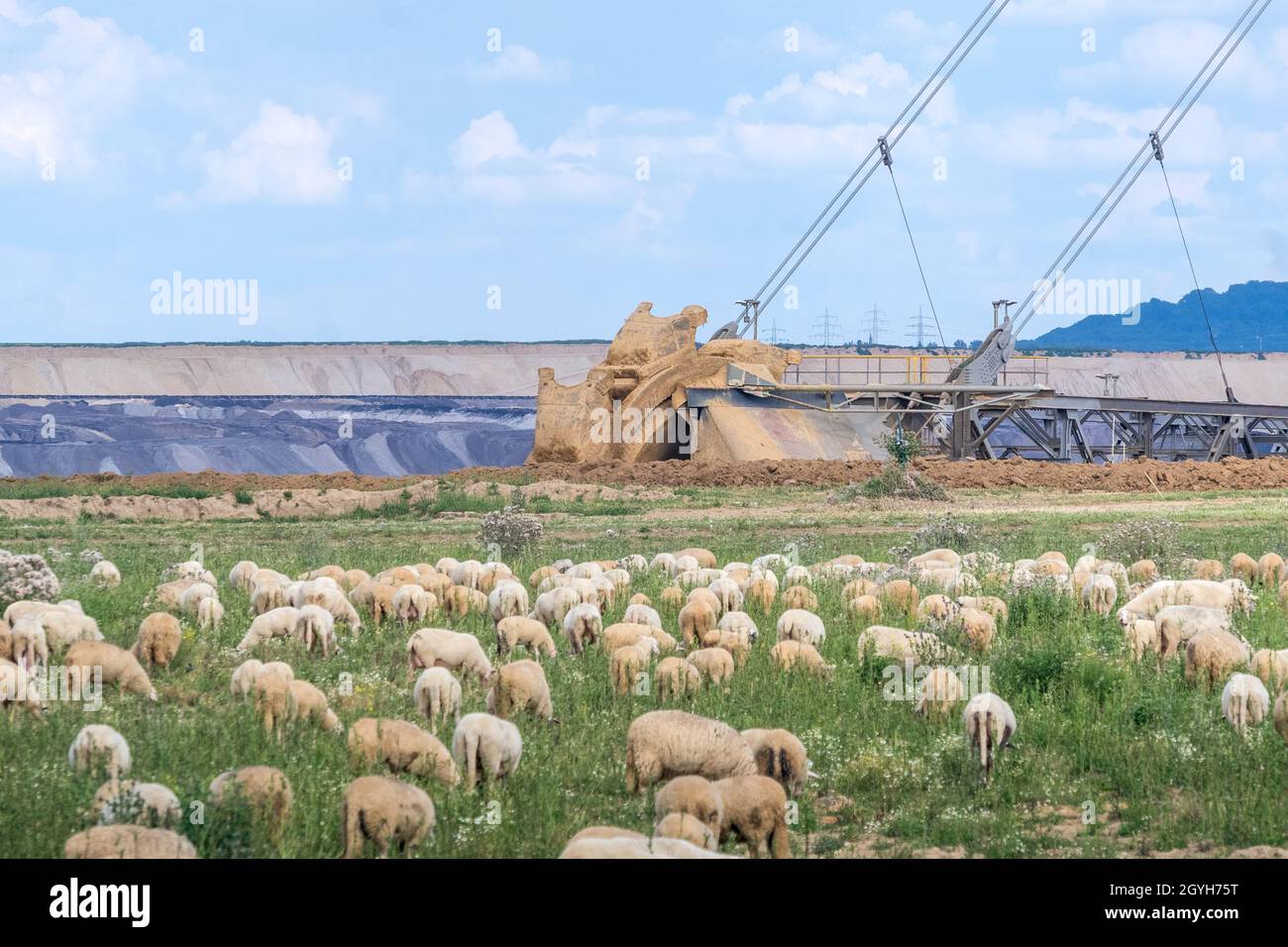 Peacefully grazing sheep while the huge bucket wheel excavator is ...