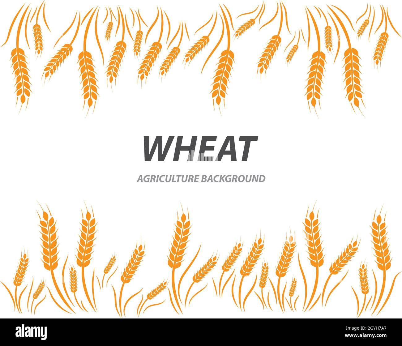 Agriculture wheat background Template vector Stock Vector Image & Art ...