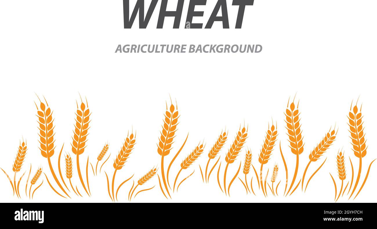 Agriculture wheat background Template vector Stock Vector Image & Art ...
