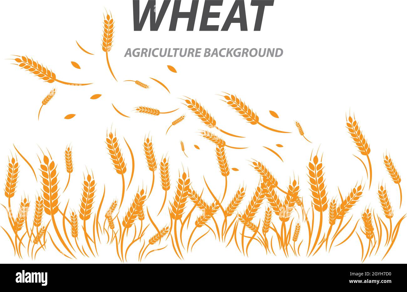 Agriculture wheat background Template vector Stock Vector Image & Art ...