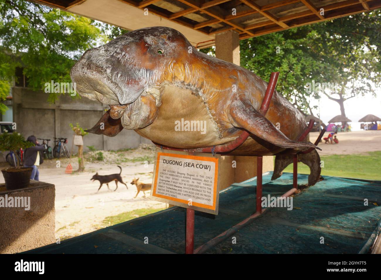 SAMAL, PHILIPPINES - Aug 21, 2015: A dugong (sea cow) on display on ...