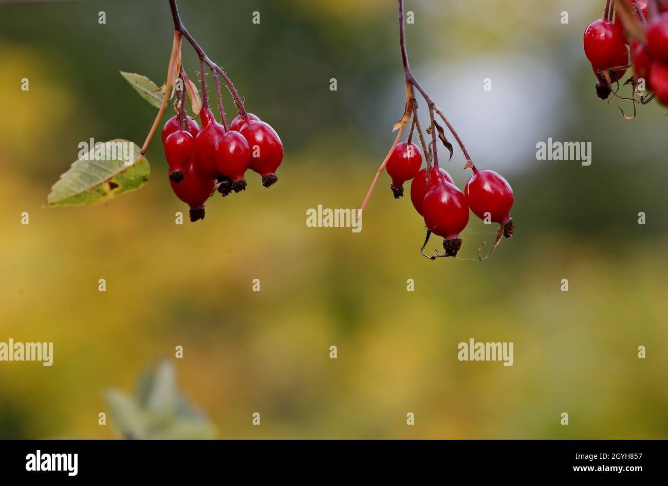 Hanging red rose berries in autumn Stock Photo - Alamy