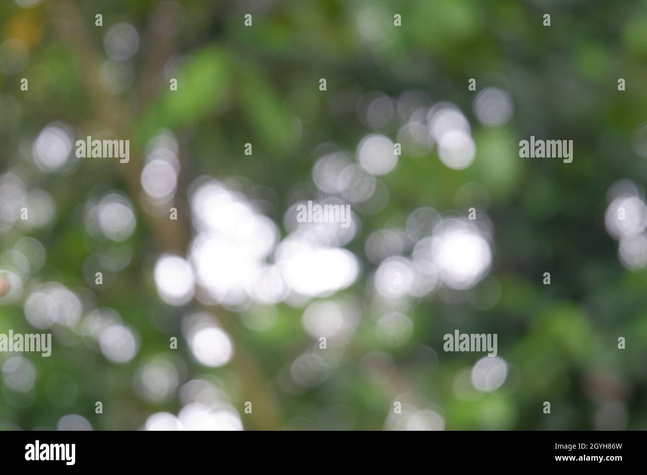 Blurred forest background for wallpapers Stock Photo - Alamy