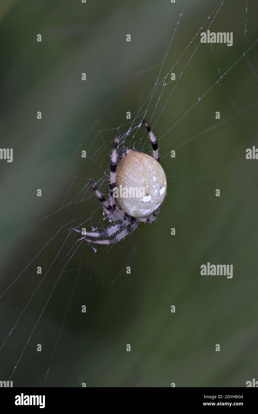 Four-spotted Orb Weaver (Araneus quadratus) Thompson Common Norfolk UK ...
