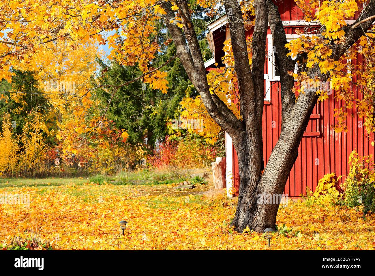 A mass of leaves hi-res stock photography and images - Alamy