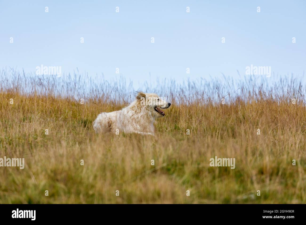 Romanian sheepdog hi-res stock photography and images - Alamy