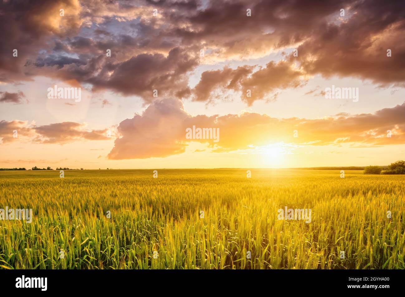 Sunset or sunrise on a rye field with golden ears and a dramatic cloudy ...