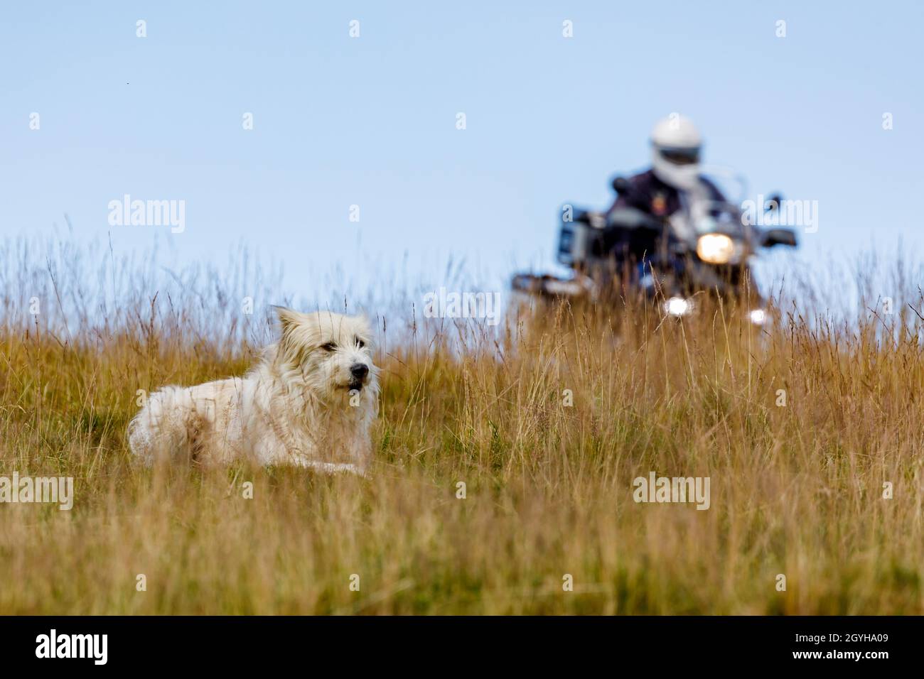 A romanian shepherd in the carpathian Stock Photo - Alamy