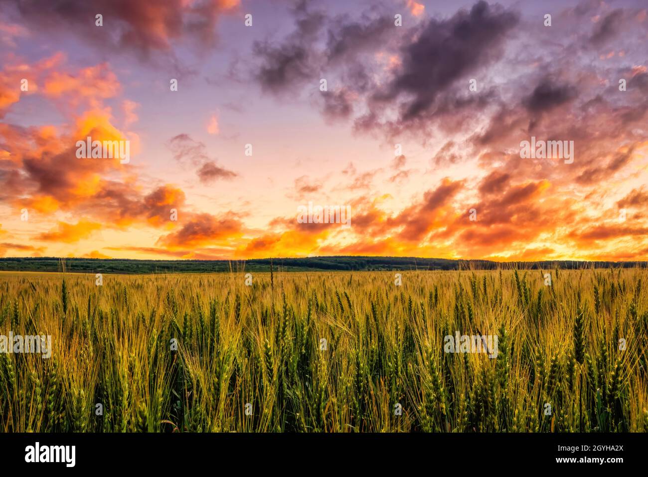 Sunset or sunrise on a rye field with golden ears and a dramatic cloudy ...