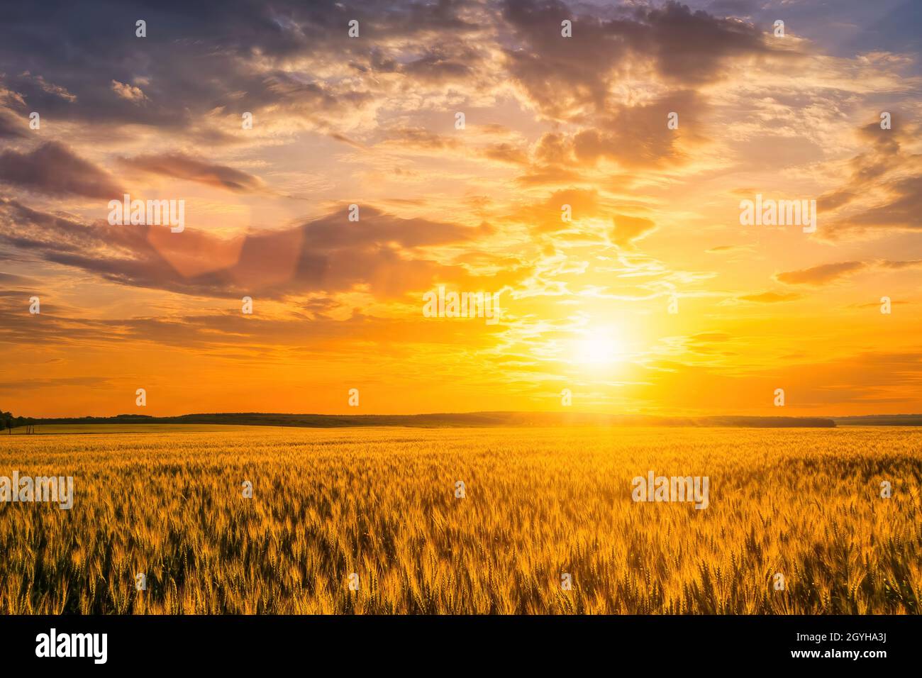 Sunset or sunrise on a rye field with golden ears and a dramatic cloudy ...