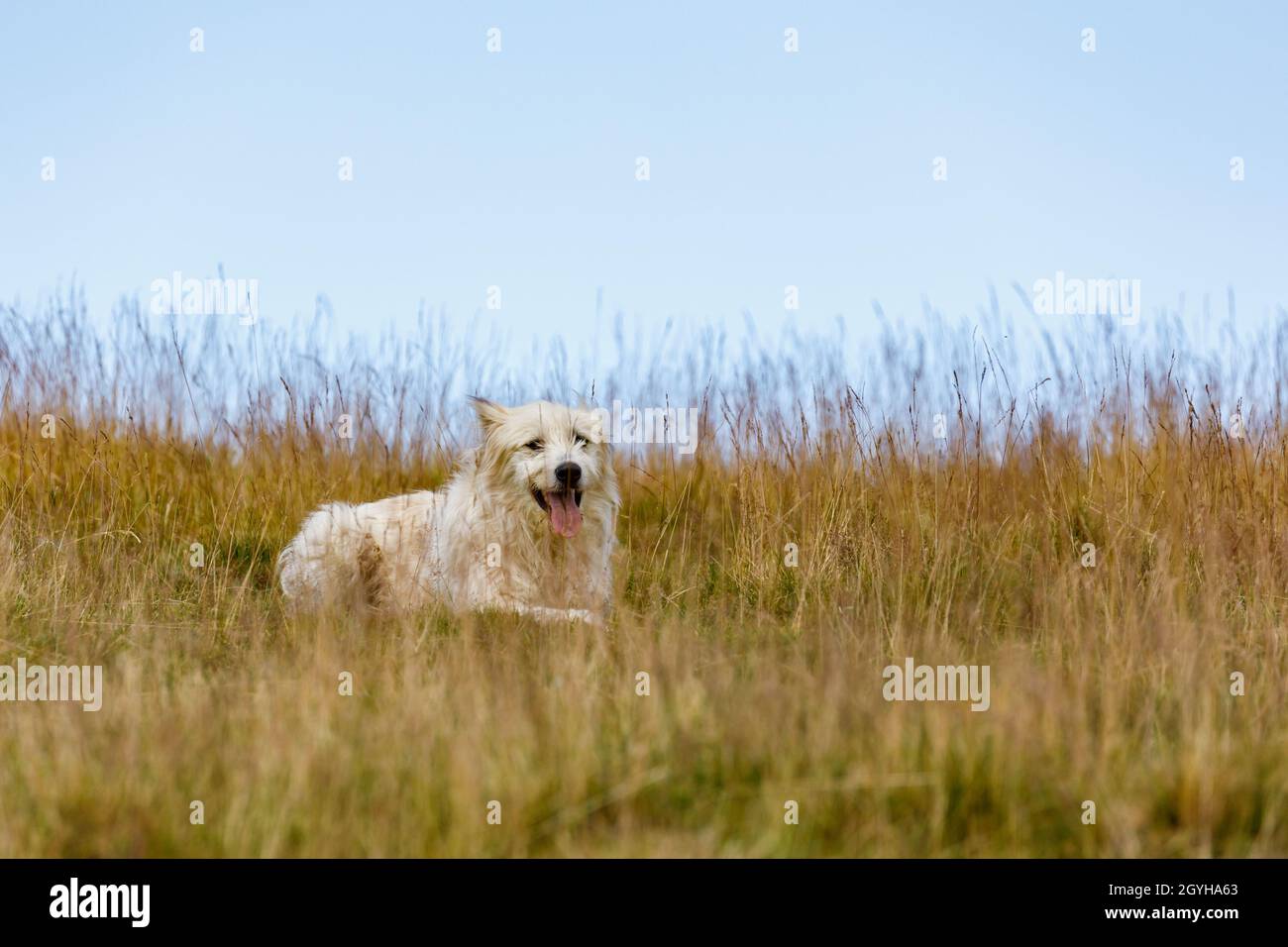 Romanian sheepdog hi-res stock photography and images - Alamy