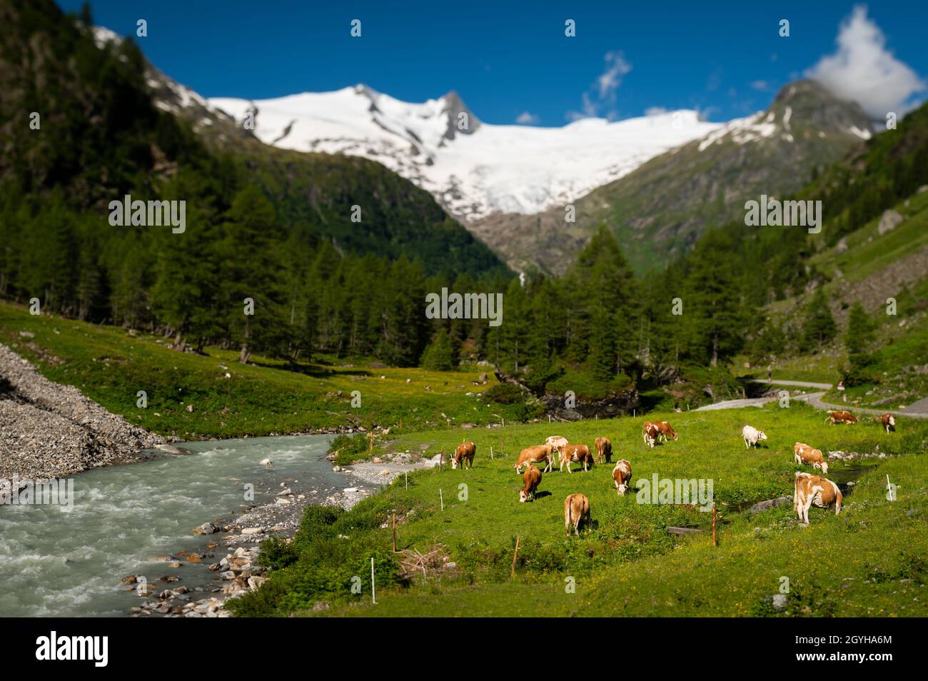 Pasture with cattle and yellow flowers on a sunny day in summer in ...